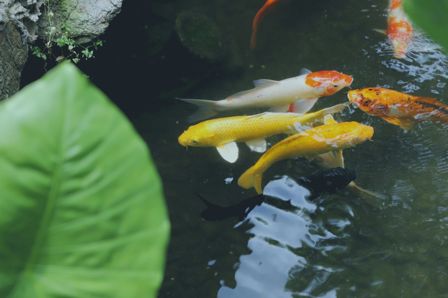 The Koi Fish is steadily growing, with both Japanese and locally ...