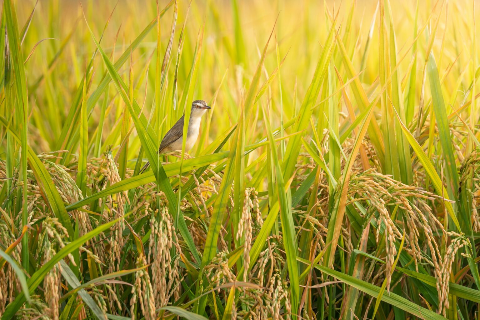 Vietnam's Semiconductor Industry Takes a Leap Forward with New Chip ...